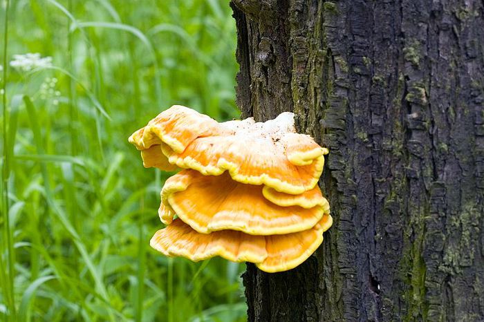 sírovec žlutooranžový — Laetiporus sulphureus :: prirodakarlovarska.cz