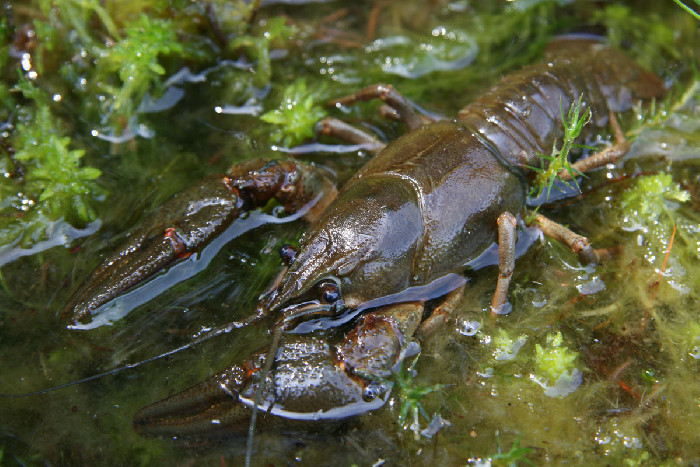 rak říční - Astacus astacus :: prirodakarlovarska.cz